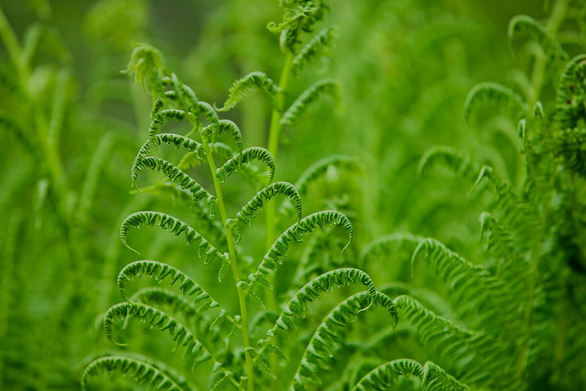 Frequent Questions - Koniag